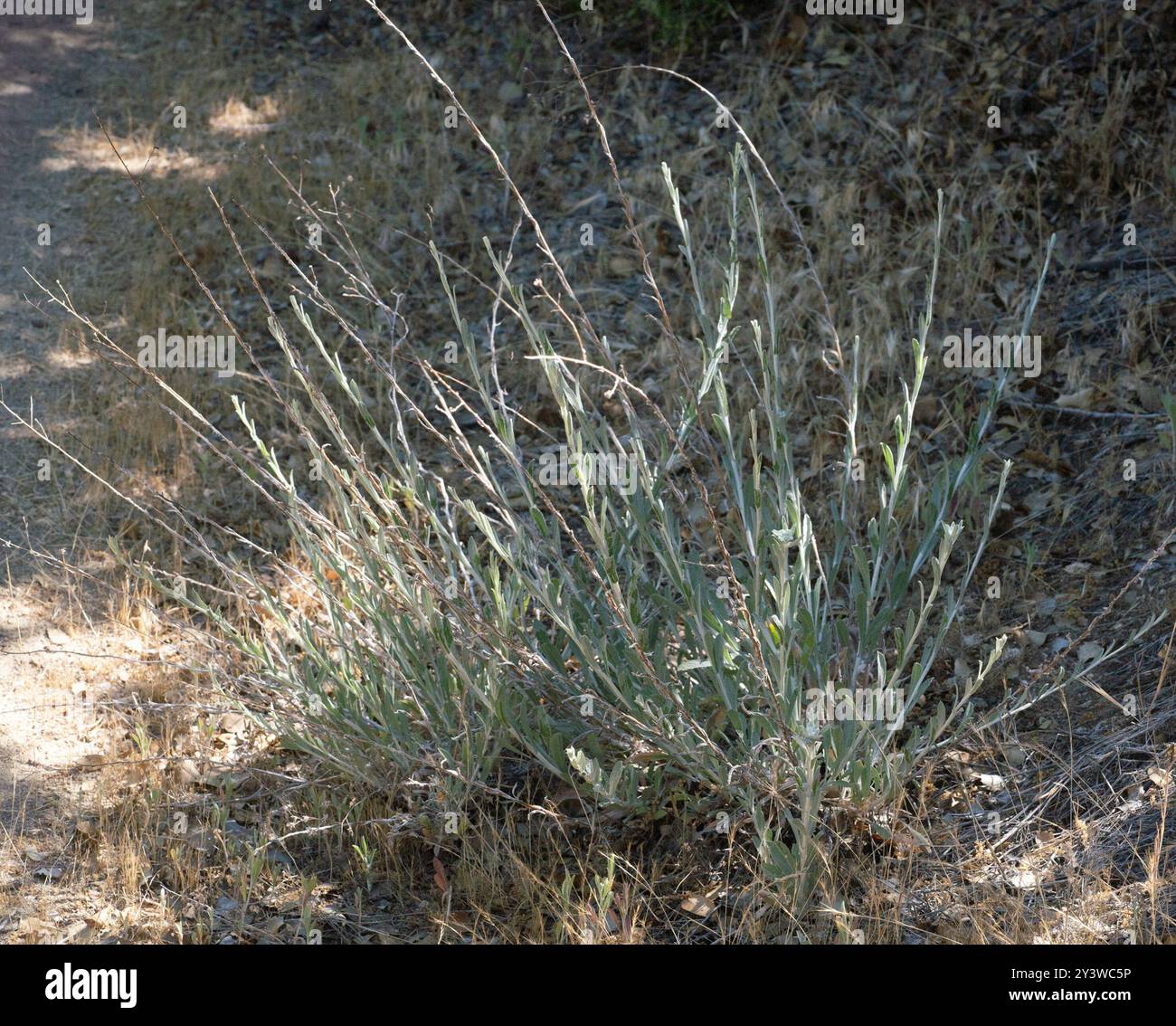 California Aster (Corethrogyne filaginifolia) Plantae Stock Photo - Alamy