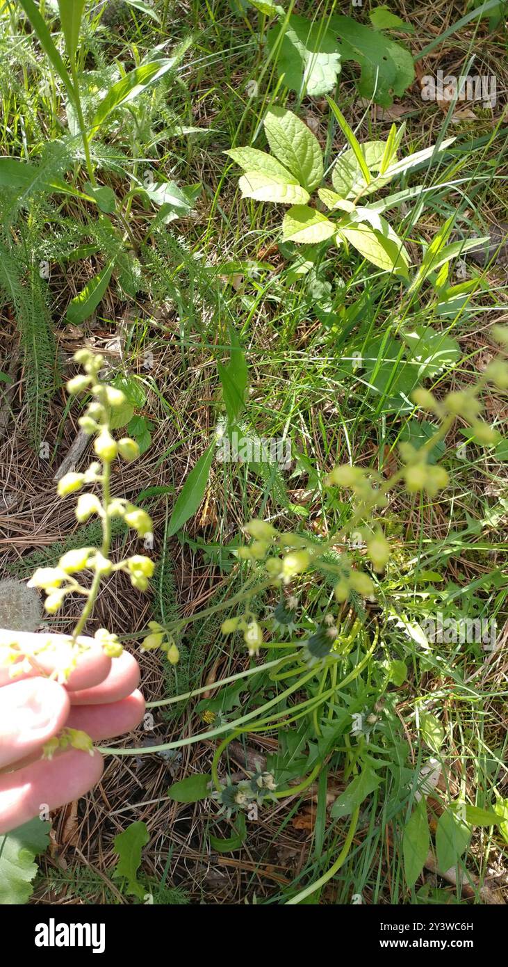 prairie alumroot (Heuchera richardsonii) Plantae Stock Photo - Alamy