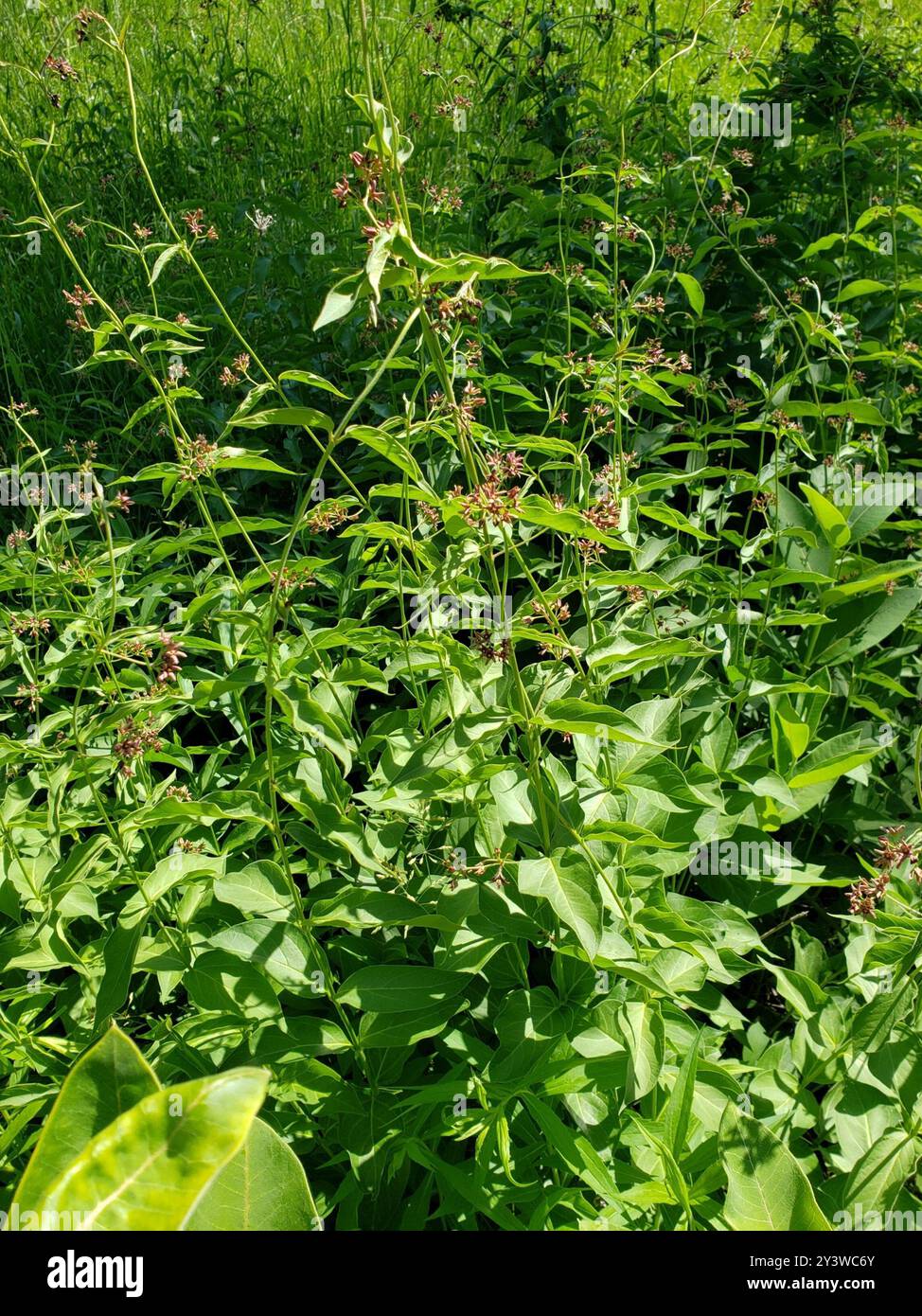 European swallow-wort (Vincetoxicum rossicum) Plantae Stock Photo - Alamy