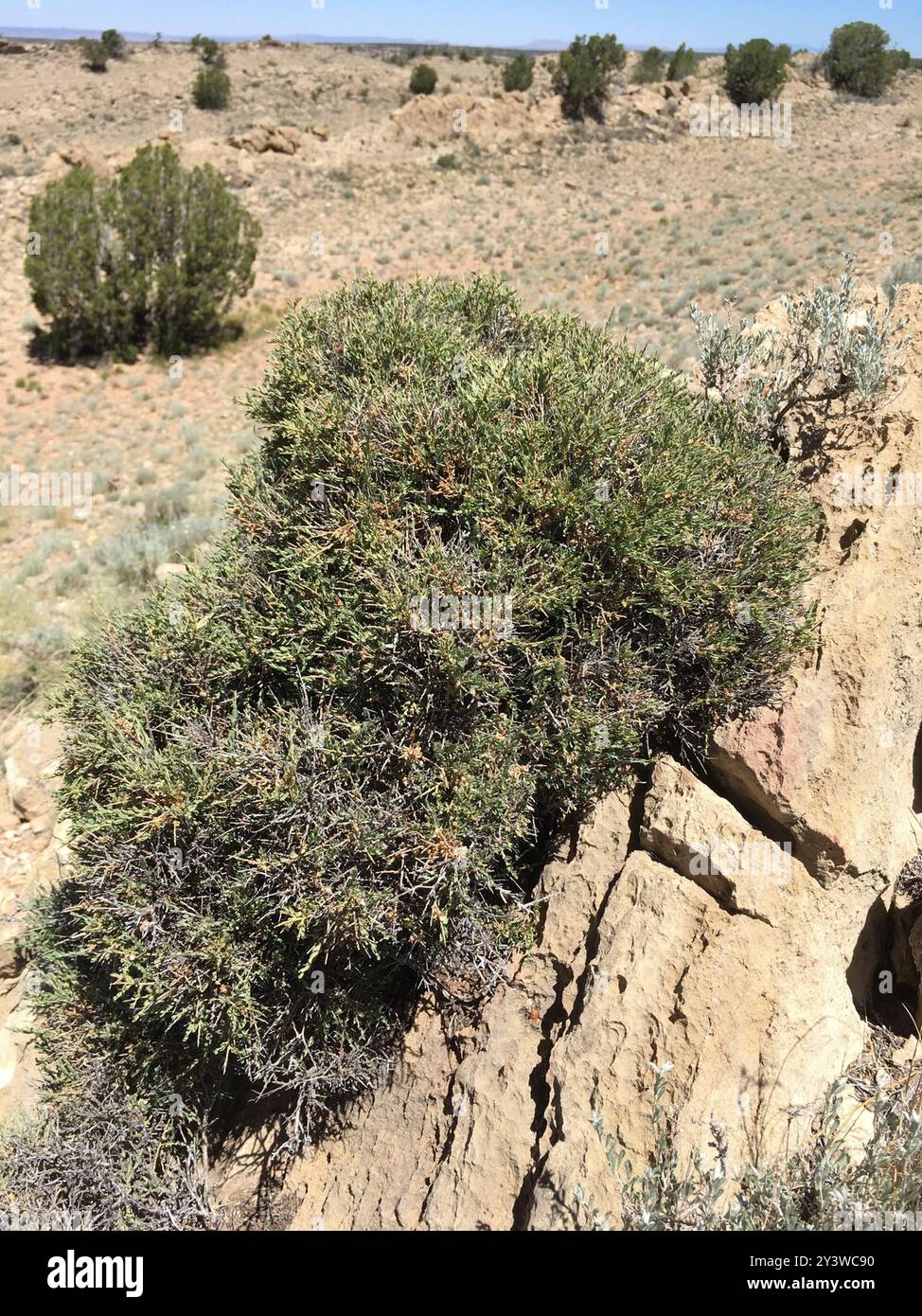Spiny Greasebush (Glossopetalon spinescens) Plantae Stock Photo - Alamy