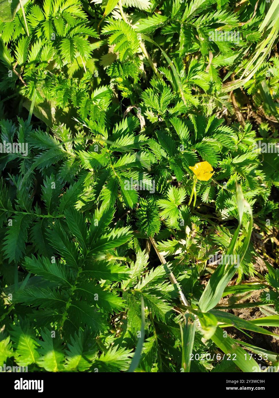 common silverweed (Argentina anserina) Plantae Stock Photo - Alamy