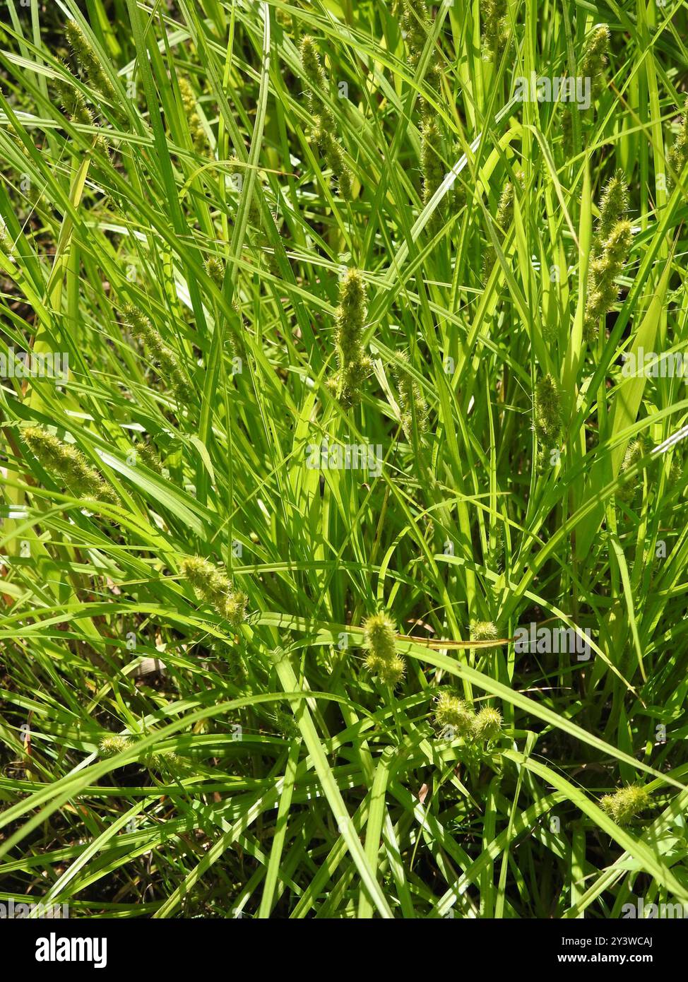 fox sedge (Carex vulpinoidea) Plantae Stock Photo - Alamy