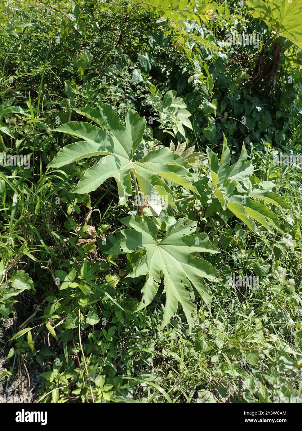 Rice paper plant (Tetrapanax papyrifer) Plantae Stock Photo - Alamy