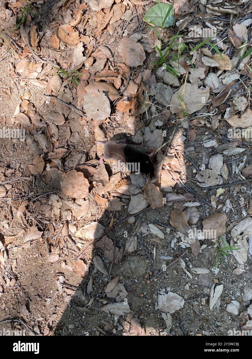Broad-footed Mole (Scapanus latimanus) Mammalia Stock Photo - Alamy