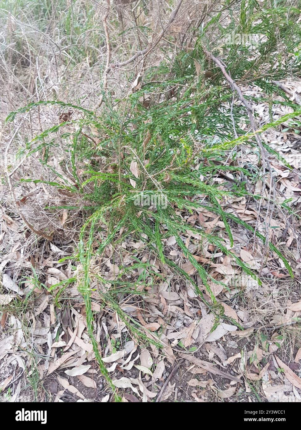 Kangaroo thorn (Acacia paradoxa) Plantae Stock Photo - Alamy