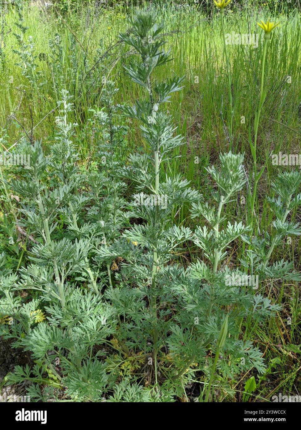 absinthe wormwood (Artemisia absinthium) Plantae Stock Photo - Alamy