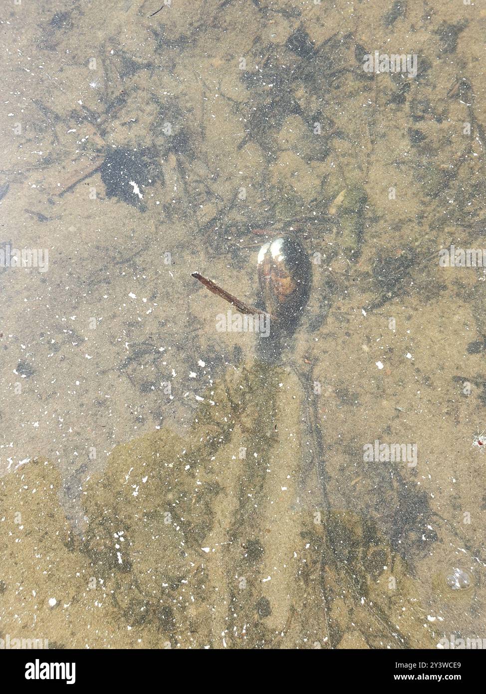 Swollen River-mussel (Unio tumidus) Mollusca Stock Photo - Alamy