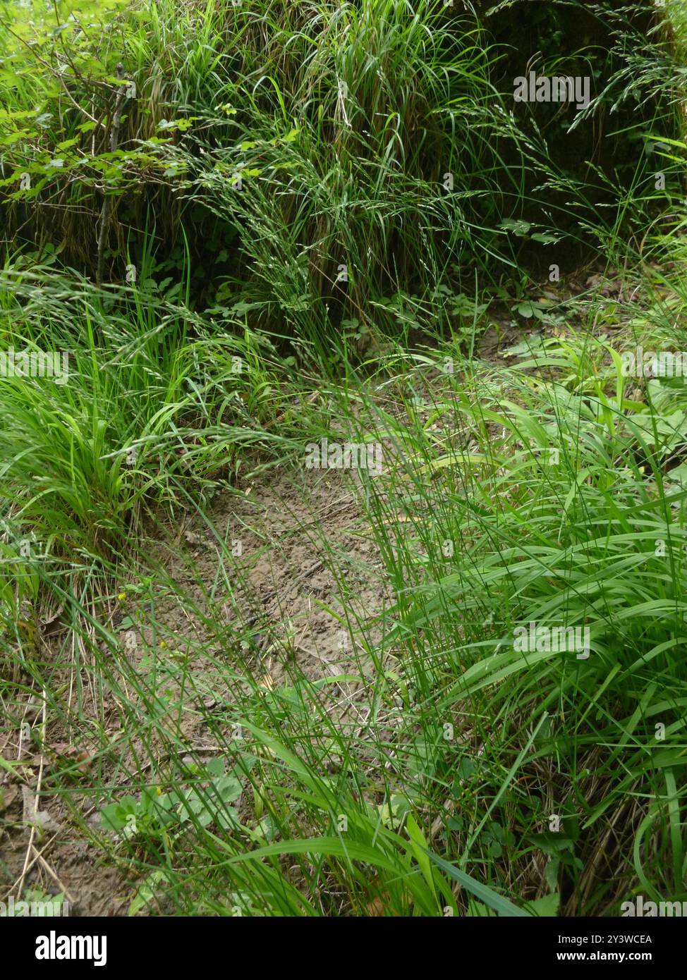 Wood Fescue (Festuca altissima) Plantae Stock Photo - Alamy