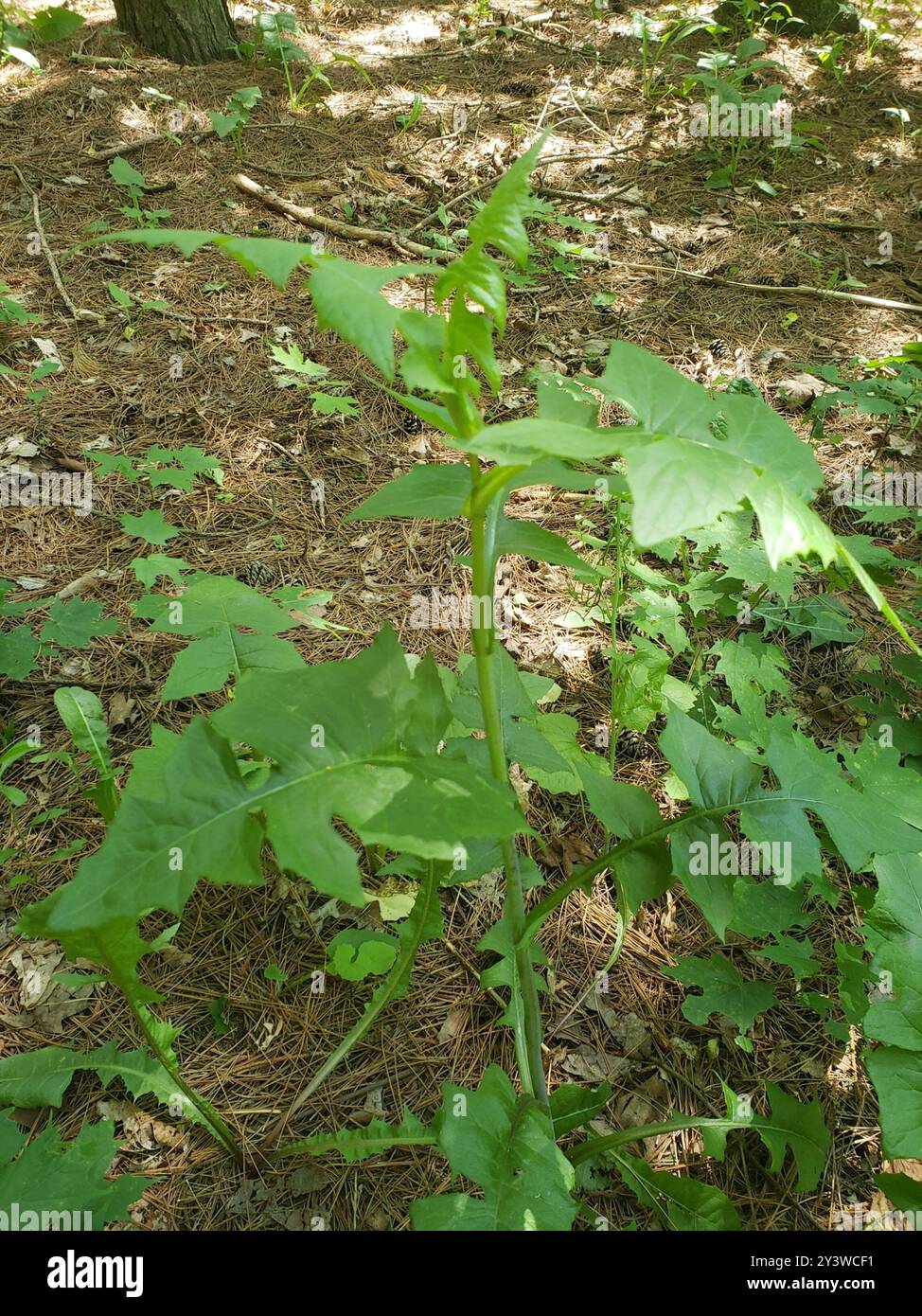 tall blue lettuce (Lactuca biennis) Plantae Stock Photo - Alamy