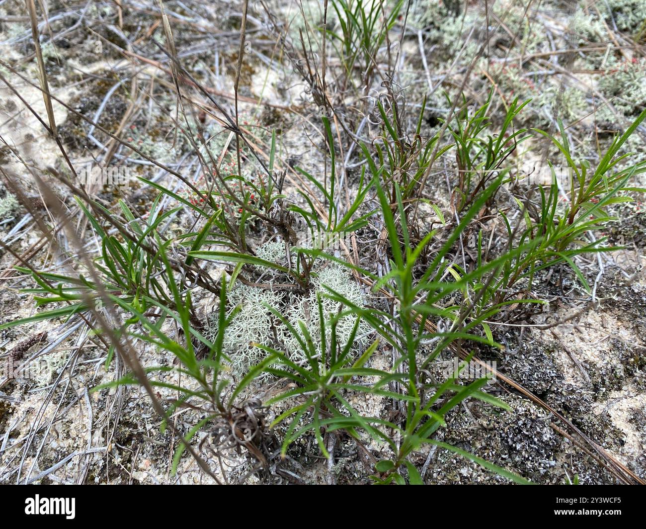 sandhill golden aster (Pityopsis pinifolia) Plantae Stock Photo - Alamy