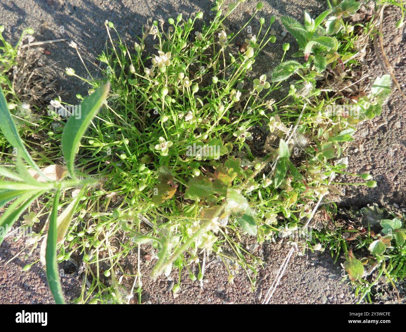 Procumbent Pearlwort (Sagina procumbens) Plantae Stock Photo - Alamy