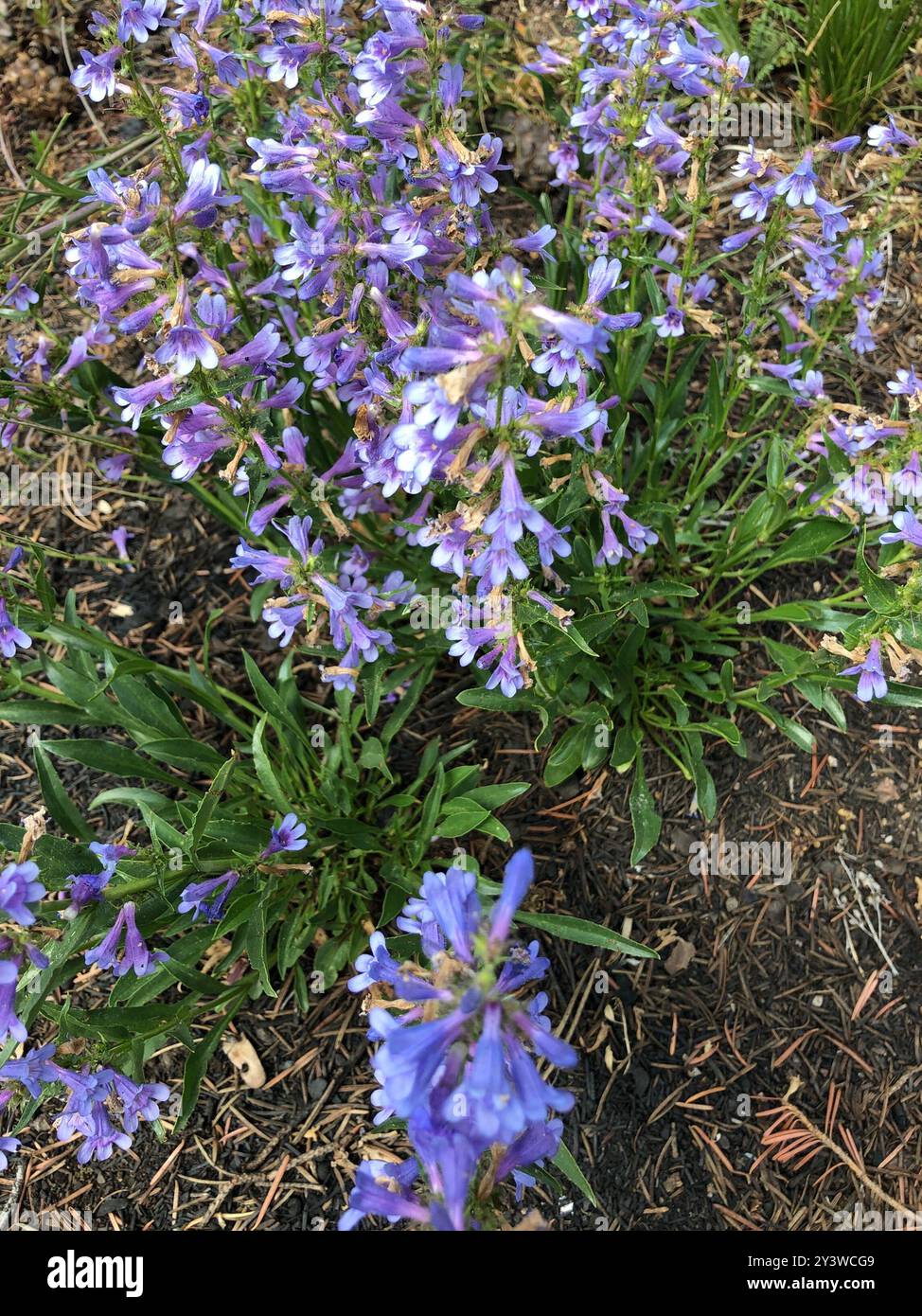 Front Range Beardtongue (Penstemon virens) Plantae Stock Photo - Alamy