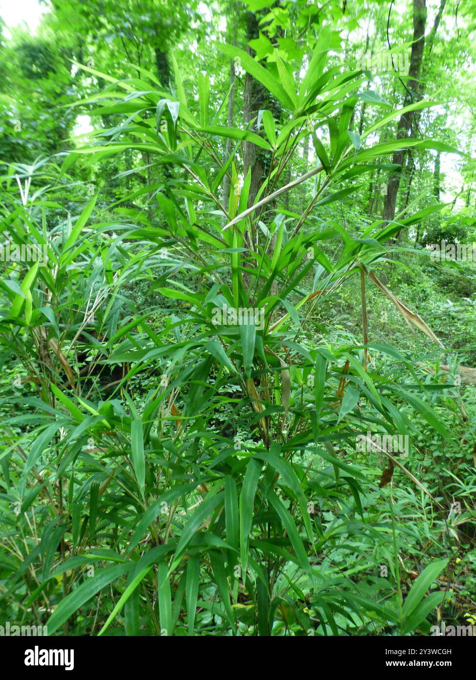 river cane (Arundinaria gigantea) Plantae Stock Photo - Alamy