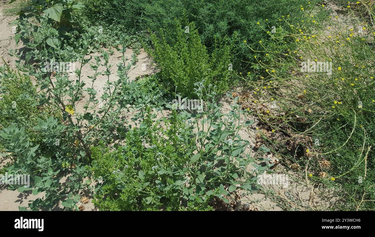 European heliotrope (Heliotropium europaeum) Plantae Stock Photo - Alamy