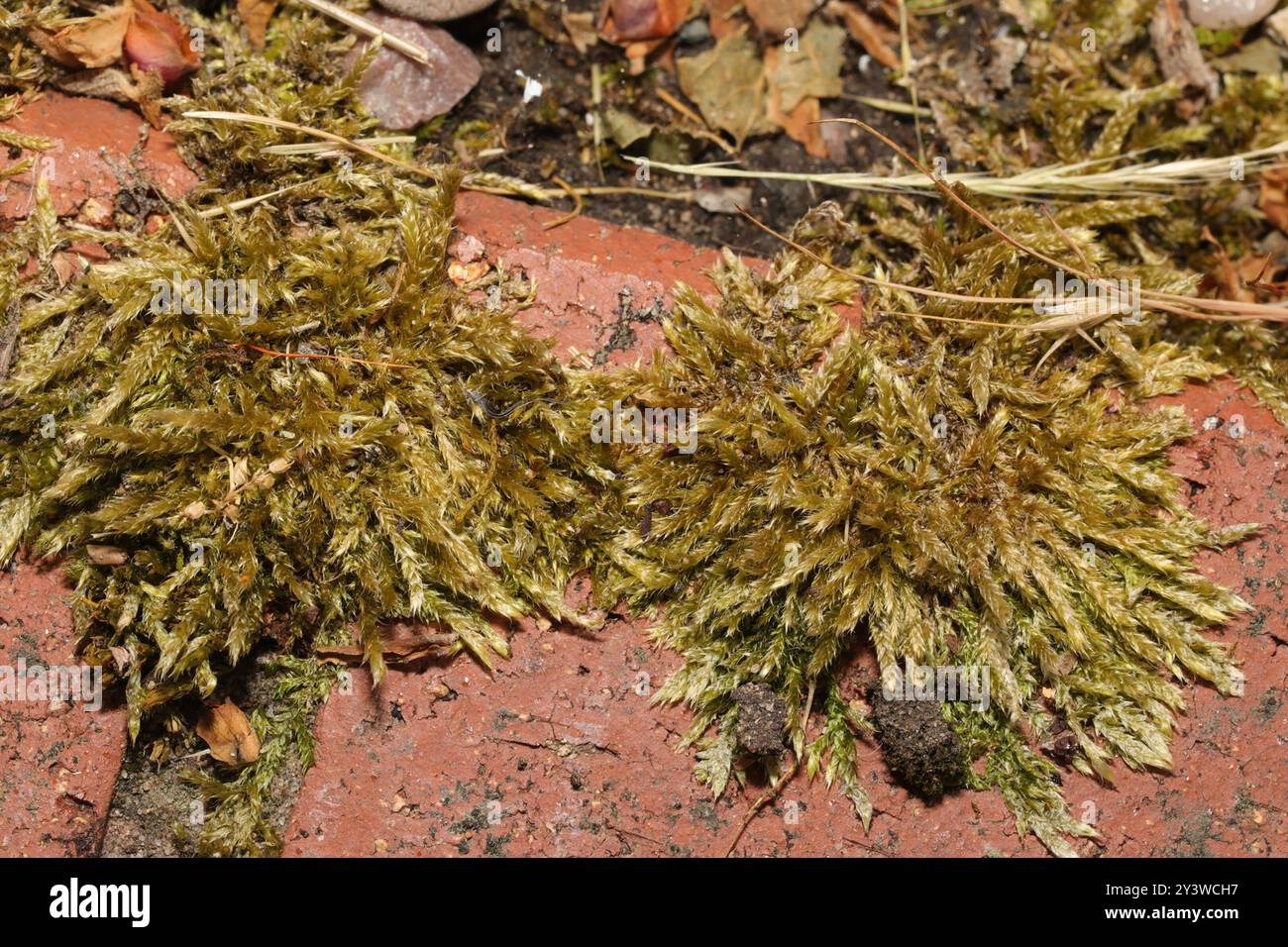Rough-stalked Feather-moss (Brachythecium rutabulum) Plantae Stock ...