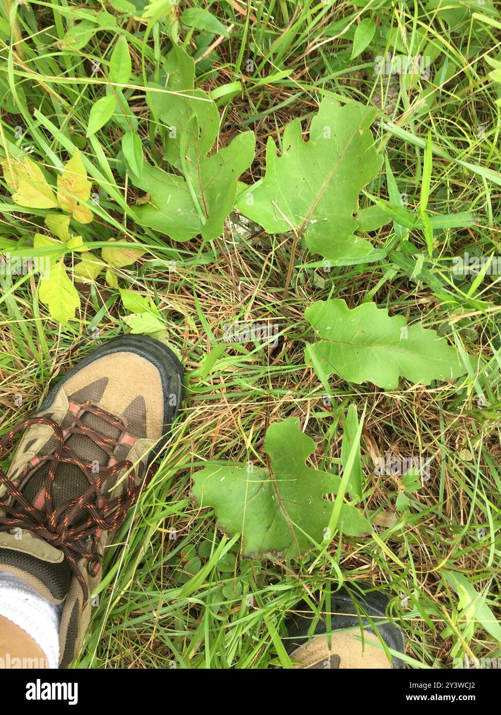 Kidney-leaf Rosinweed (Silphium compositum) Plantae Stock Photo - Alamy