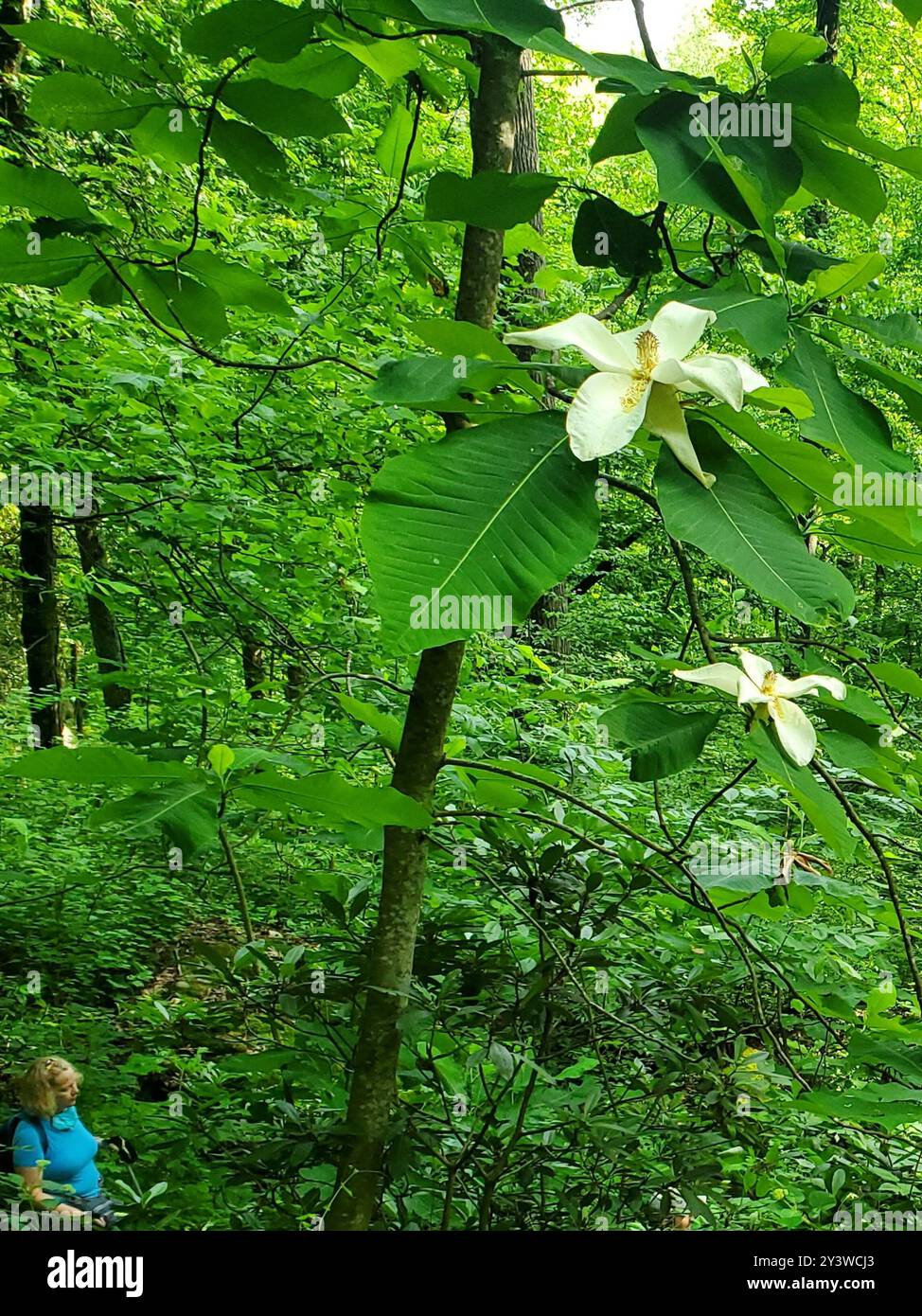 bigleaf magnolia (Magnolia macrophylla) Plantae Stock Photo - Alamy