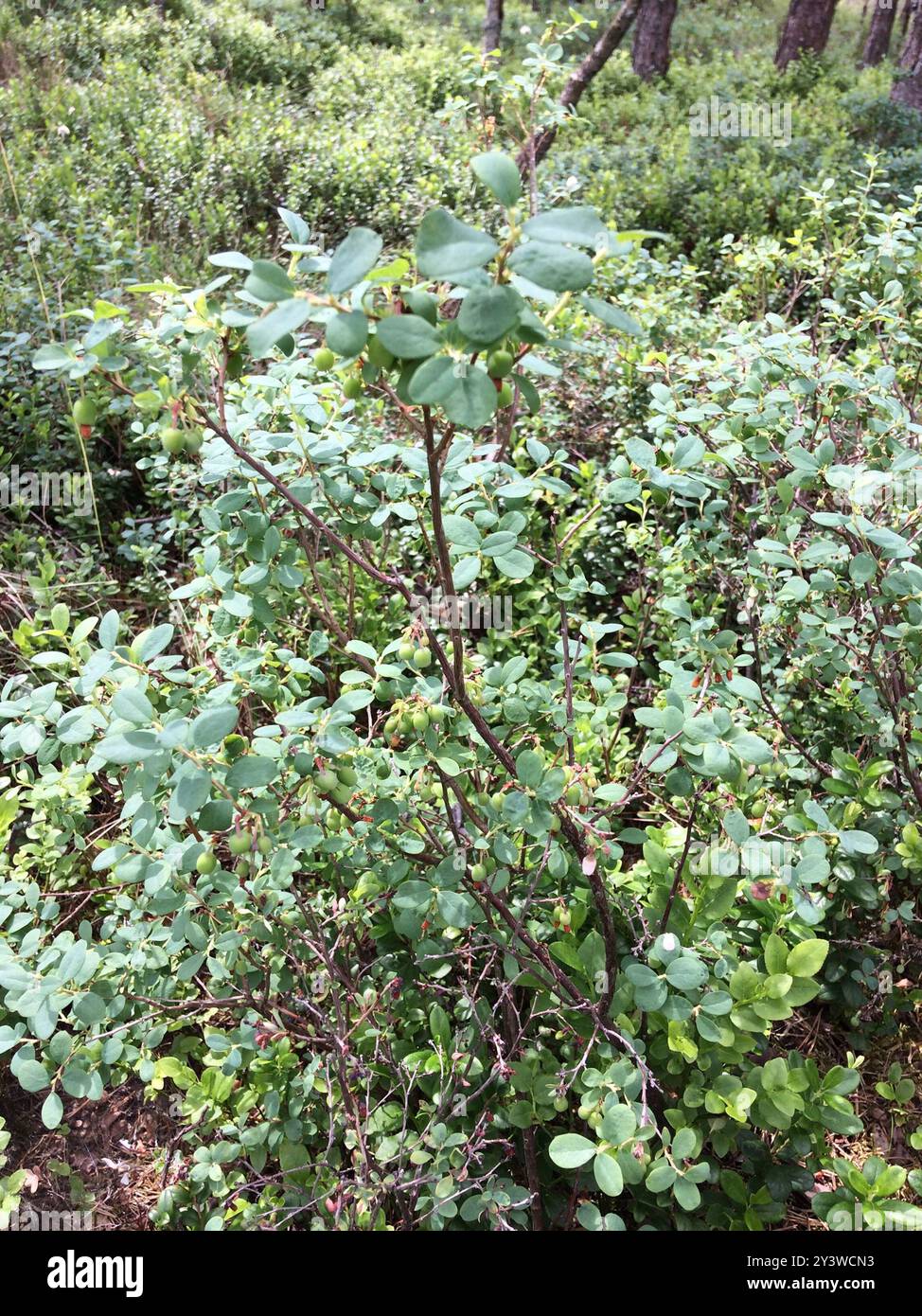 bog bilberry (Vaccinium uliginosum) Plantae Stock Photo - Alamy