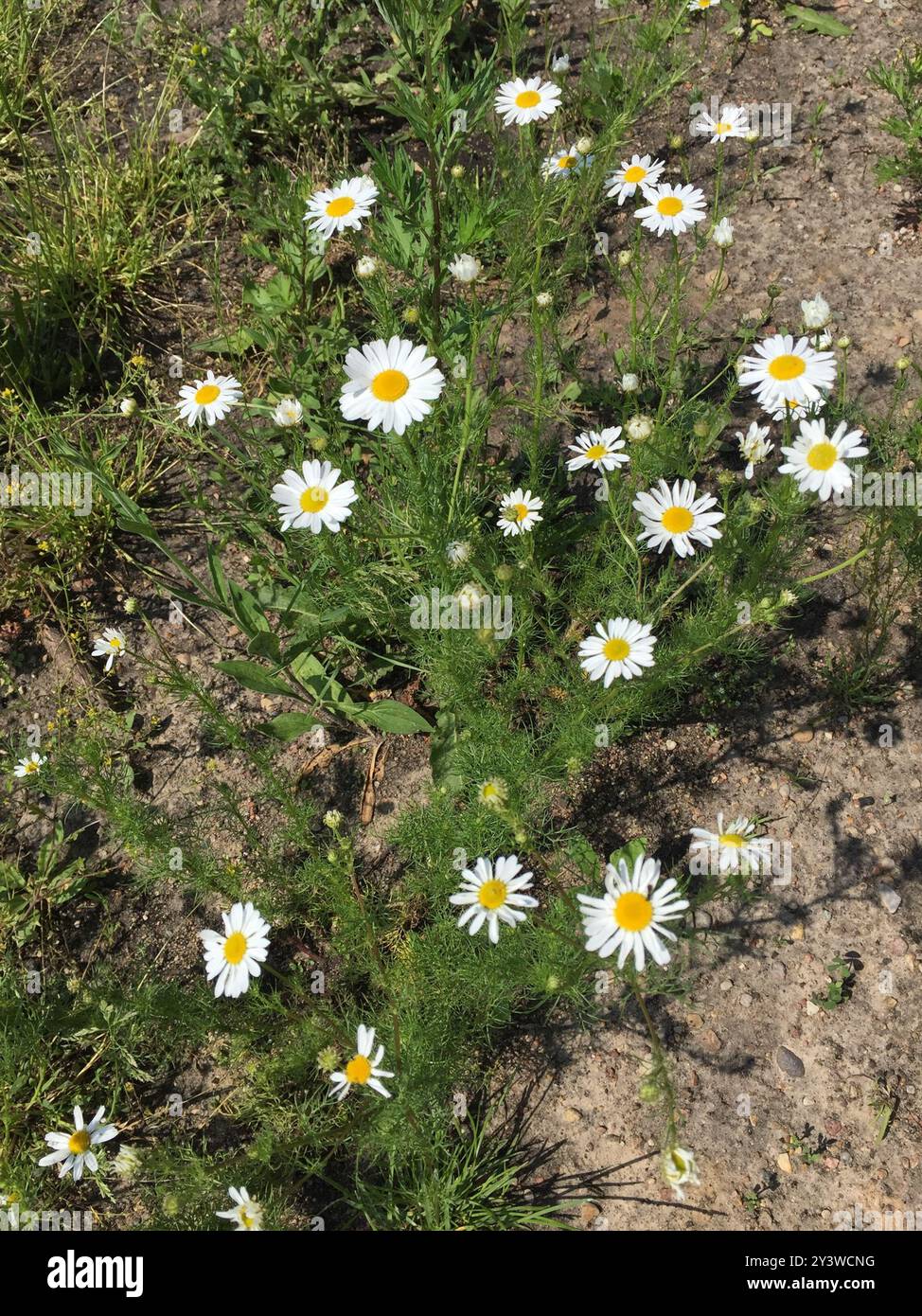 scentless mayweed (Tripleurospermum inodorum) Plantae Stock Photo - Alamy