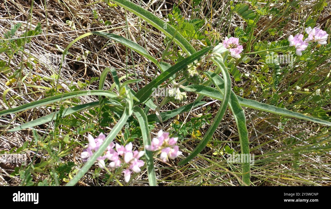 green comet milkweed (Asclepias viridiflora) Plantae Stock Photo - Alamy