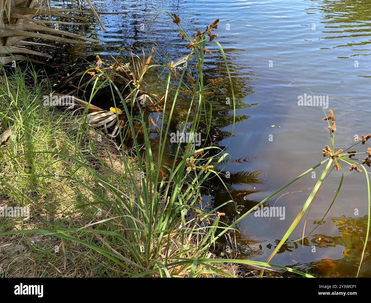 Swamp Flatsedge (Cyperus ligularis) Plantae Stock Photo - Alamy
