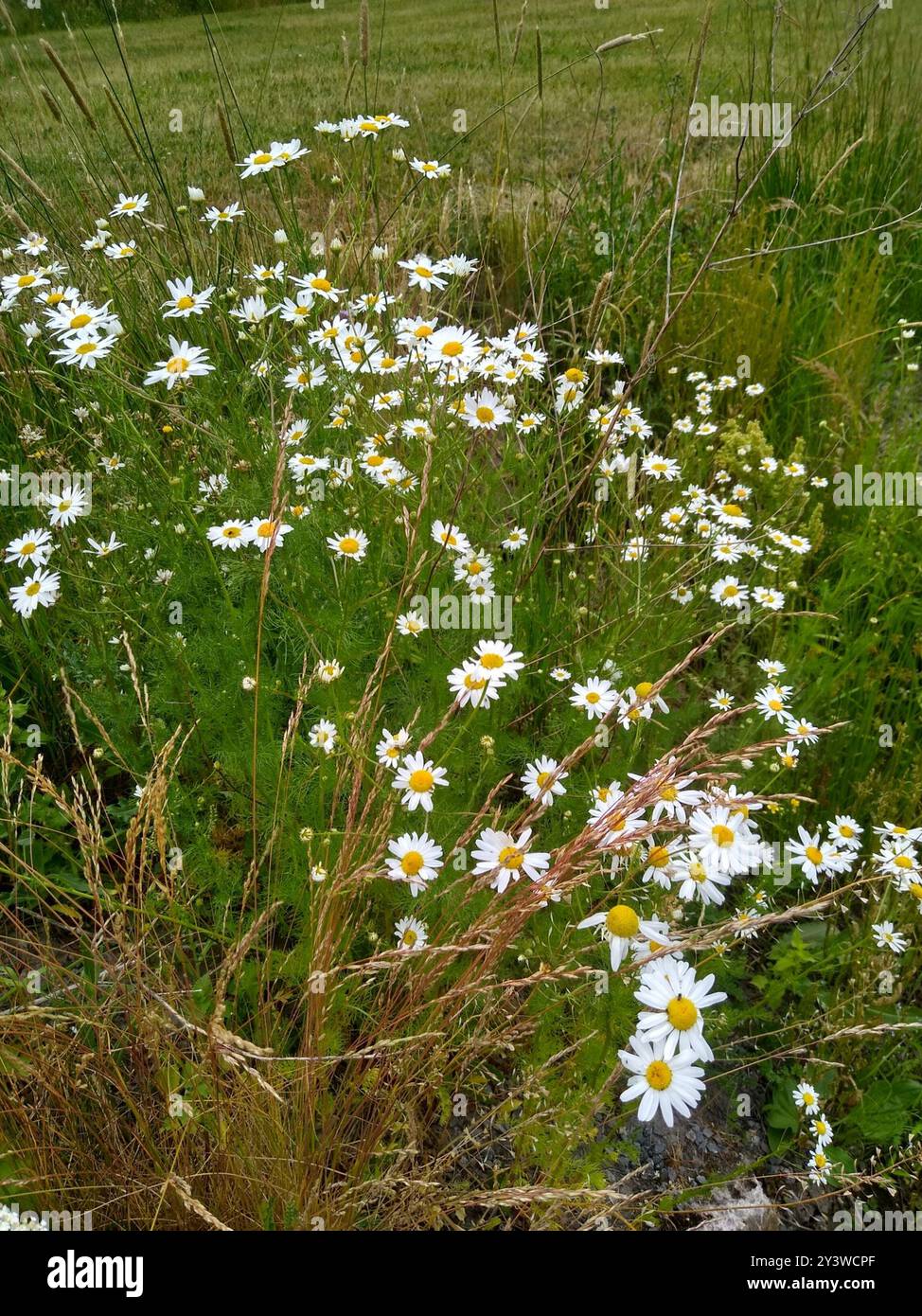 scentless mayweed (Tripleurospermum inodorum) Plantae Stock Photo - Alamy