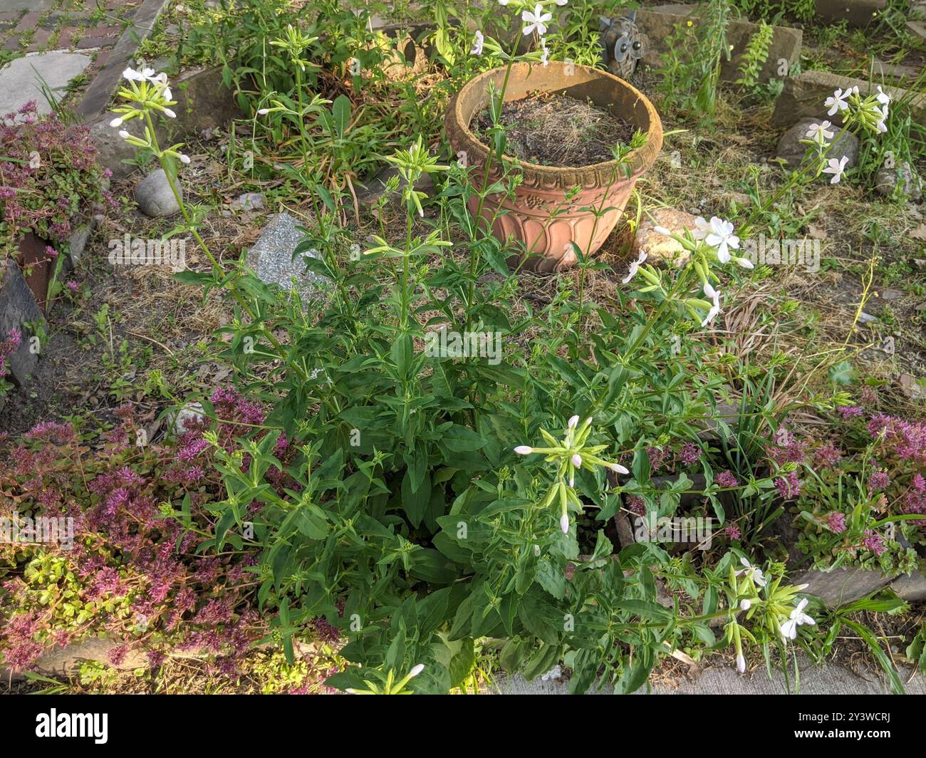 common soapwort (Saponaria officinalis) Plantae Stock Photo - Alamy
