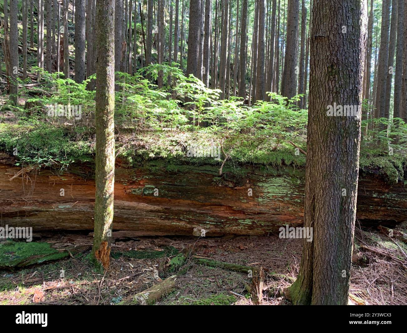 western hemlock (Tsuga heterophylla) Plantae Stock Photo - Alamy