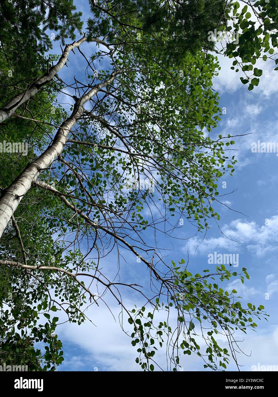 trembling aspen (Populus tremuloides) Plantae Stock Photo - Alamy