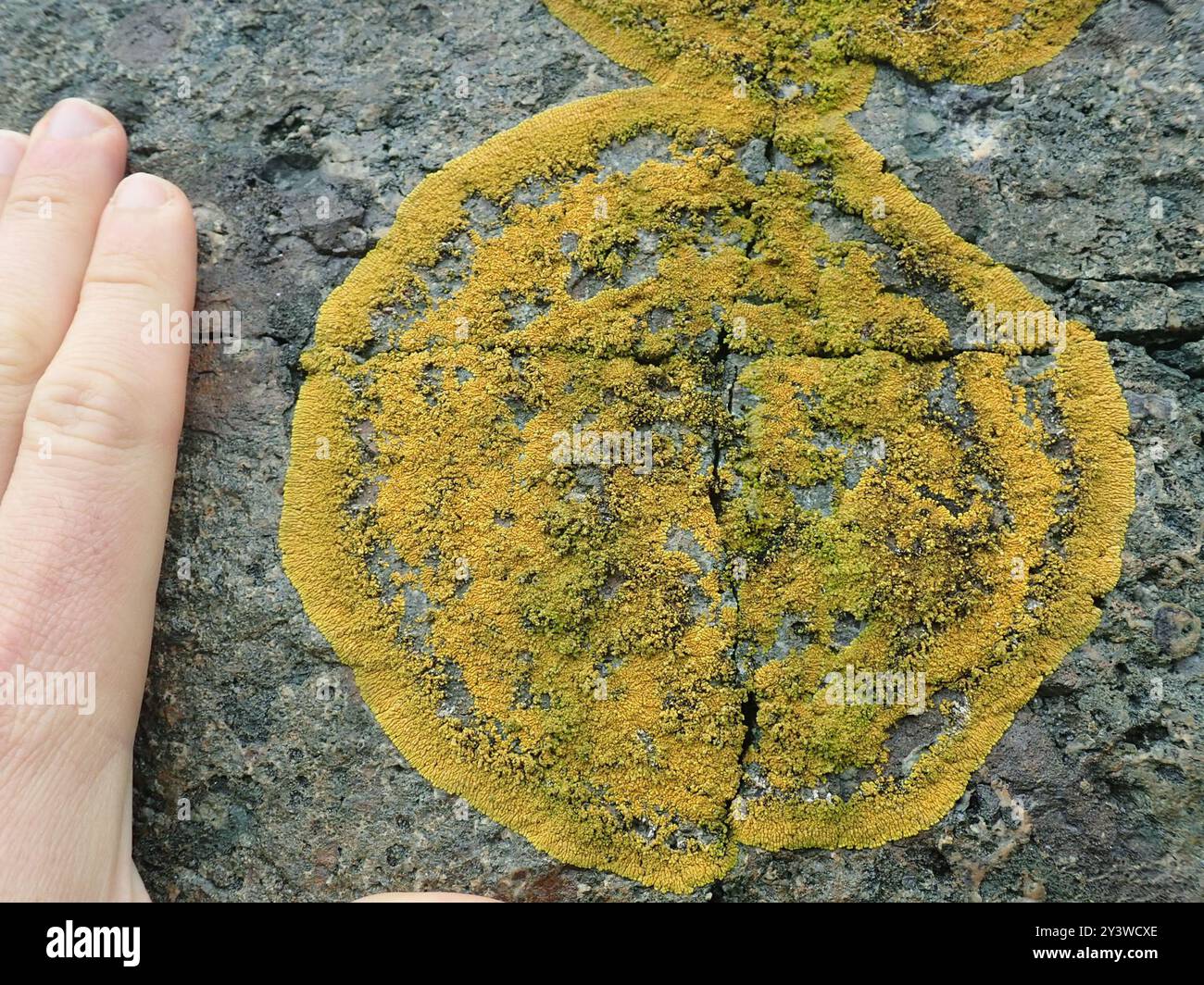 Ringed Firedot Lichen (Polycauliona verruculifera) Fungi Stock Photo ...