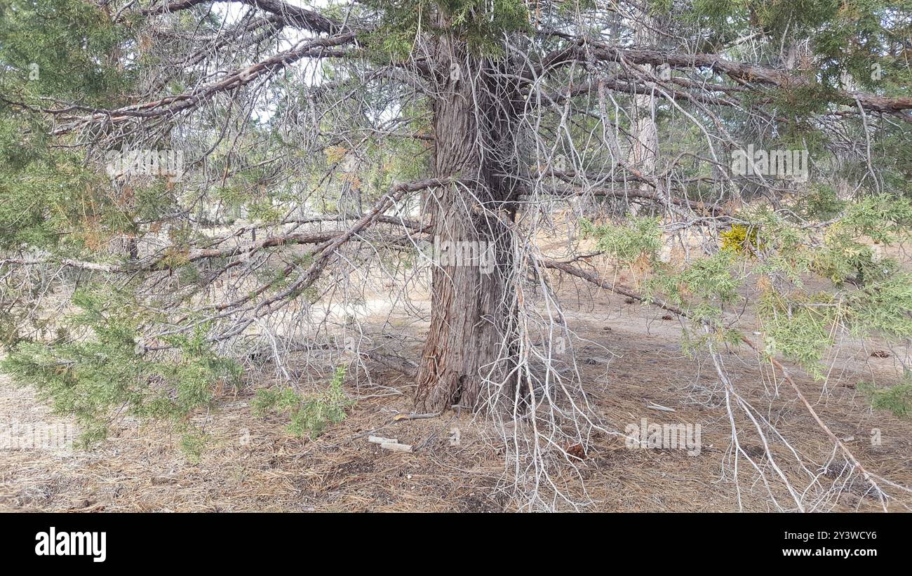 Sierra juniper (Juniperus grandis) Plantae Stock Photo - Alamy