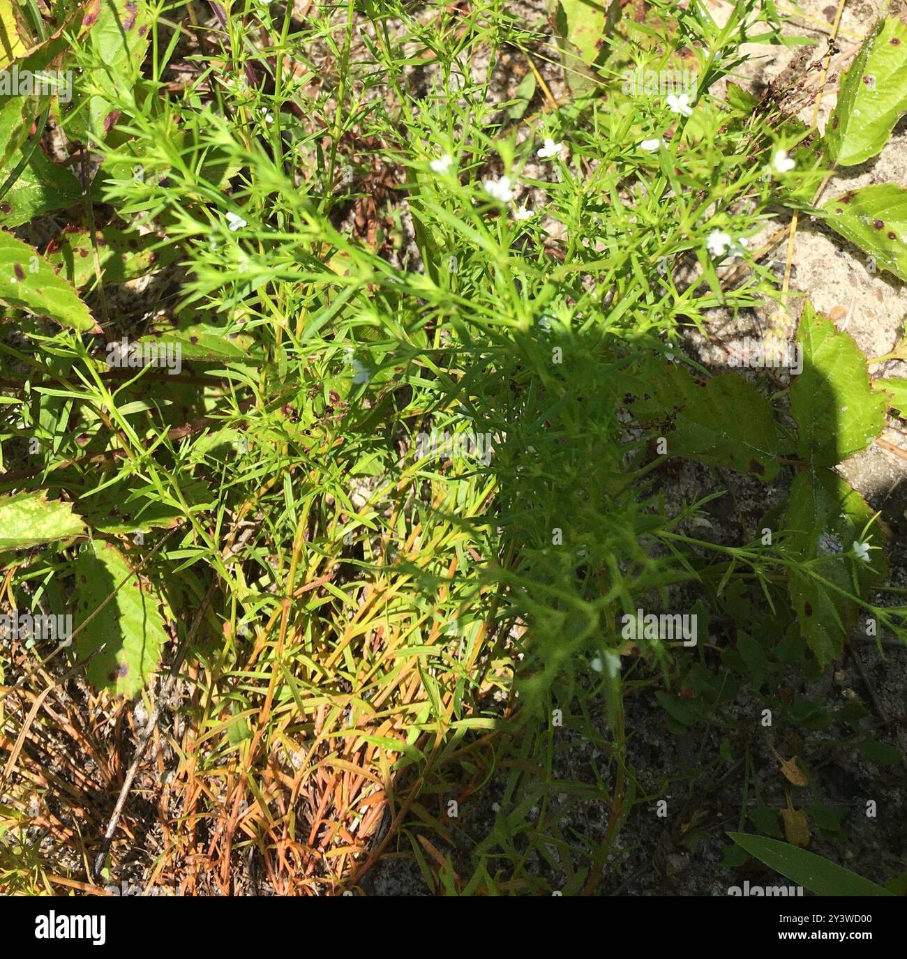 Rust Weed (Polypremum procumbens) Plantae Stock Photo - Alamy