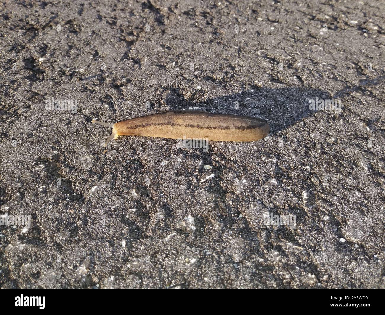 Florida Leatherleaf Slug (Leidyula floridana) Mollusca Stock Photo - Alamy