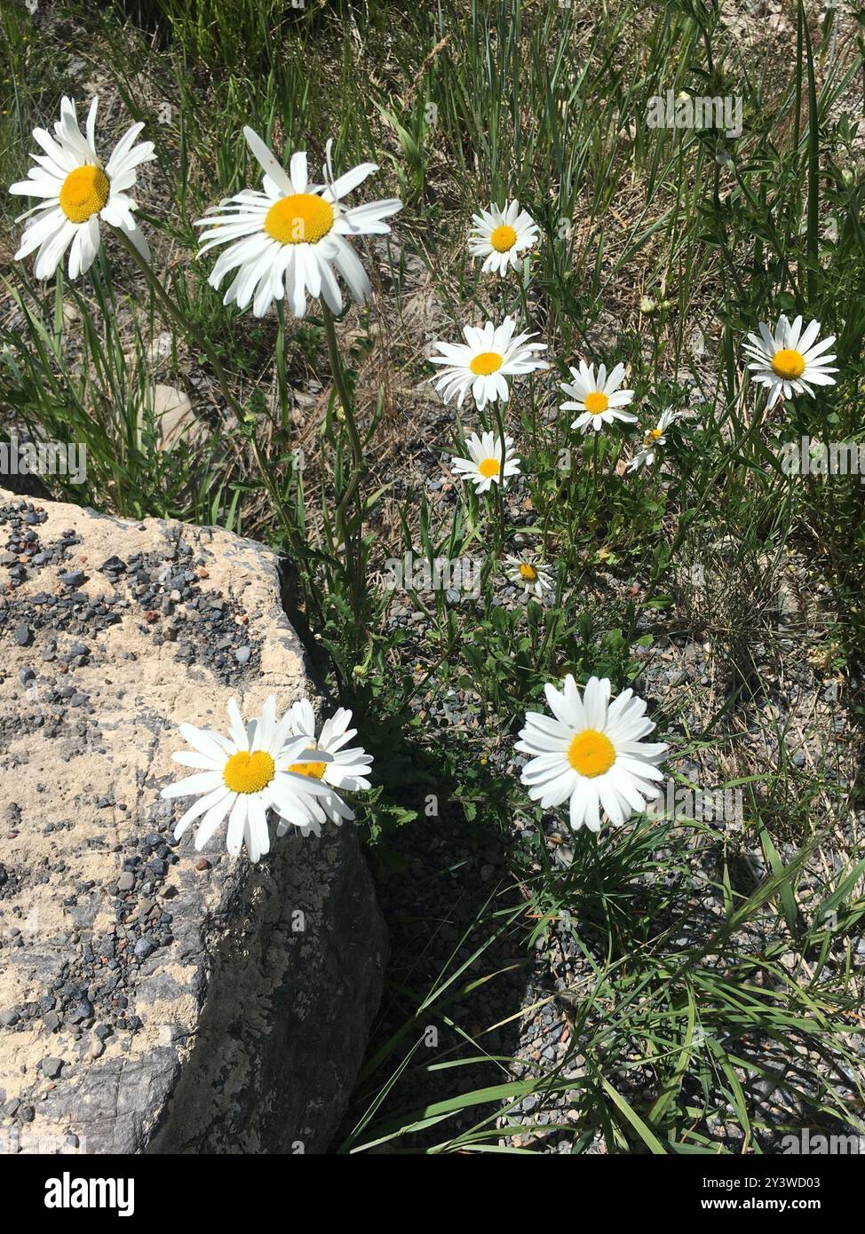 max chrysanthemum (Leucanthemum maximum) Plantae Stock Photo - Alamy