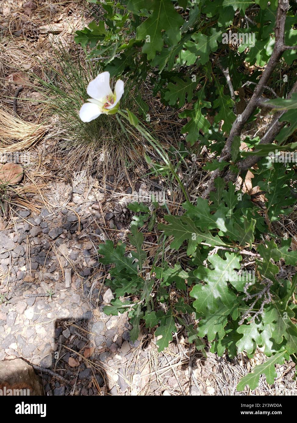 Arizona mariposa lily (Calochortus ambiguus) Plantae Stock Photo - Alamy
