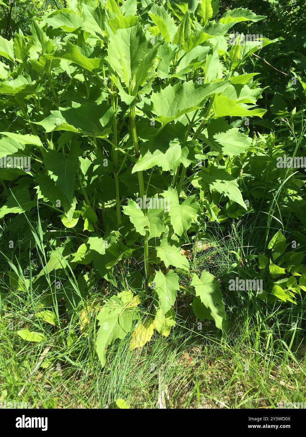 cup plant (Silphium perfoliatum) Plantae Stock Photo - Alamy
