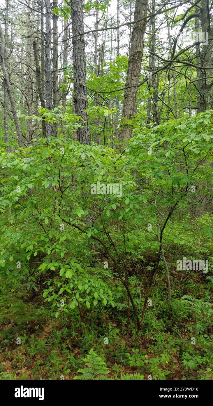 Northern highbush blueberry (Vaccinium corymbosum) Plantae Stock Photo ...
