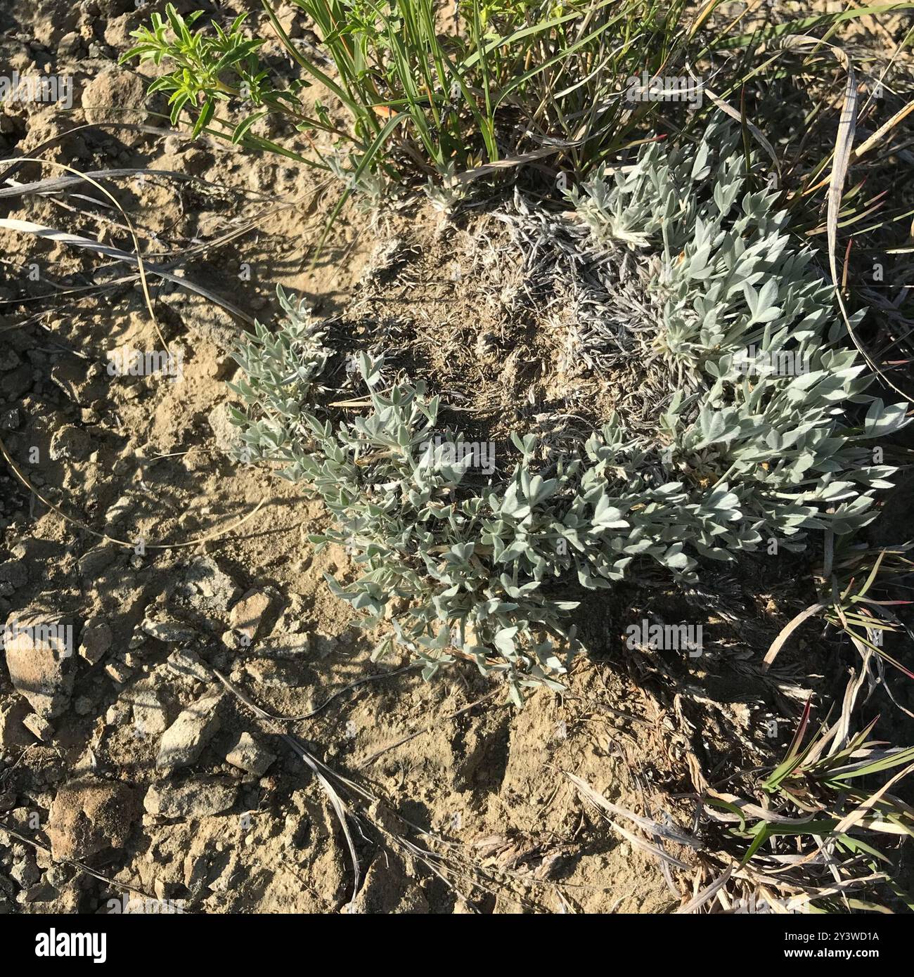 Threeleaf Milkvetch (Astragalus gilviflorus) Plantae Stock Photo - Alamy