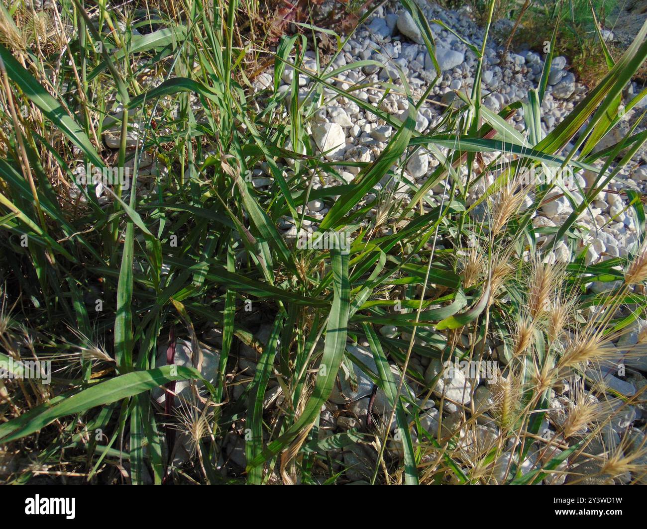 Johnson grass (Sorghum halepense) Plantae Stock Photo - Alamy
