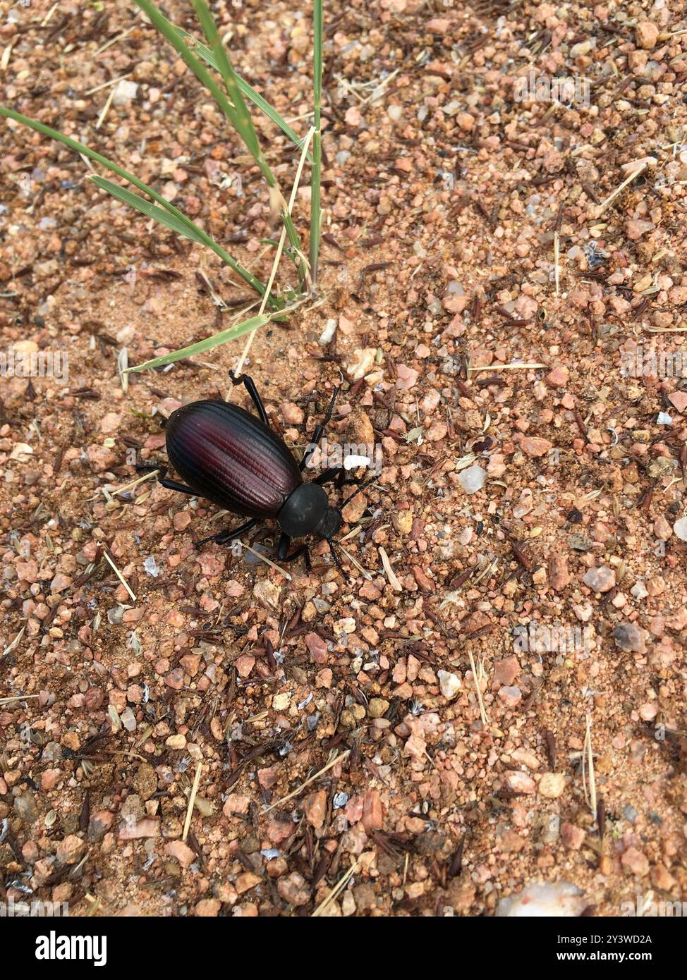 Desert Stink Beetles (Eleodes) Insecta Stock Photo - Alamy
