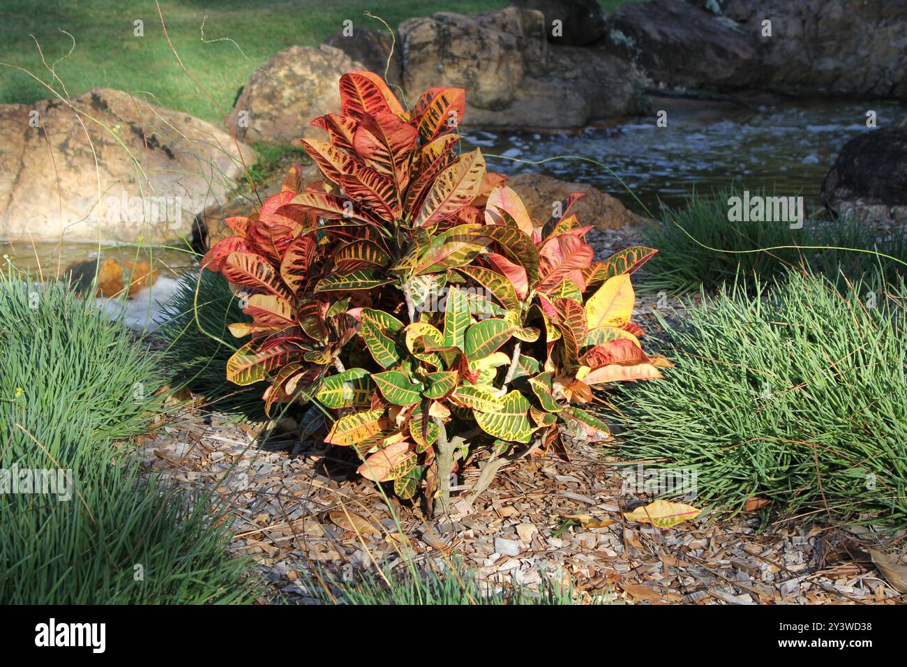 Red, yellow and green croton plant in a tropical garden Stock Photo - Alamy