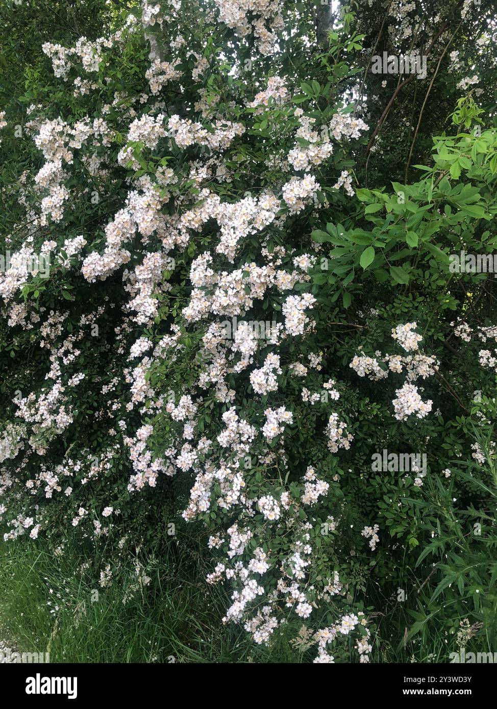 multiflora rose (Rosa multiflora) Plantae Stock Photo - Alamy