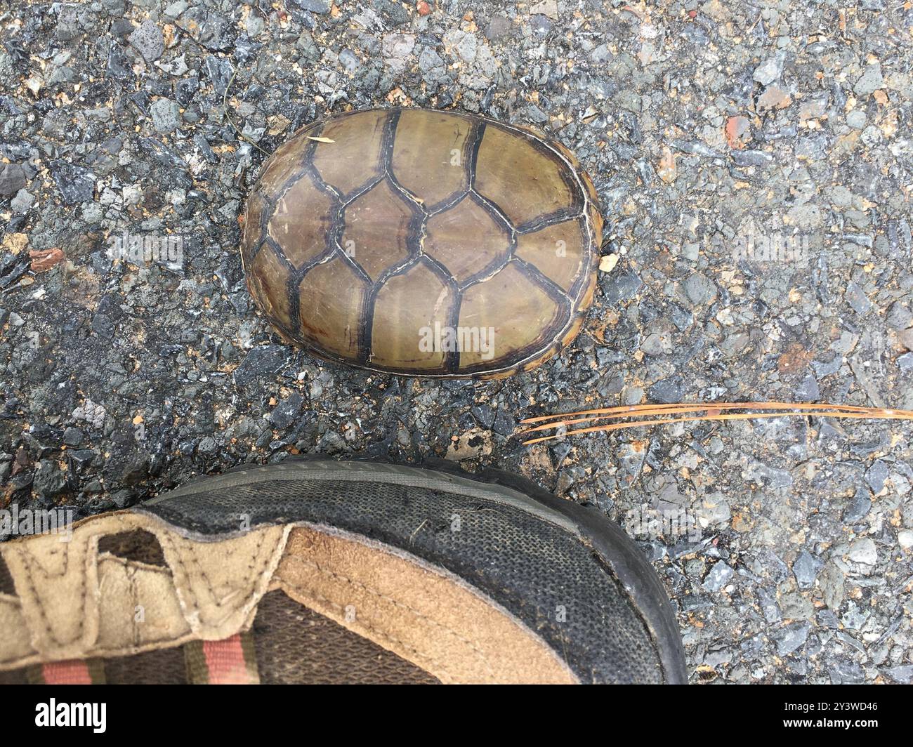 Eastern Mud Turtle (Kinosternon subrubrum) Reptilia Stock Photo - Alamy