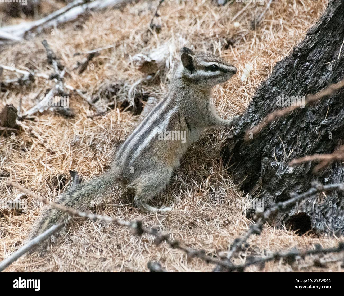 Least Chipmunk (Neotamias minimus) Mammalia Stock Photo - Alamy