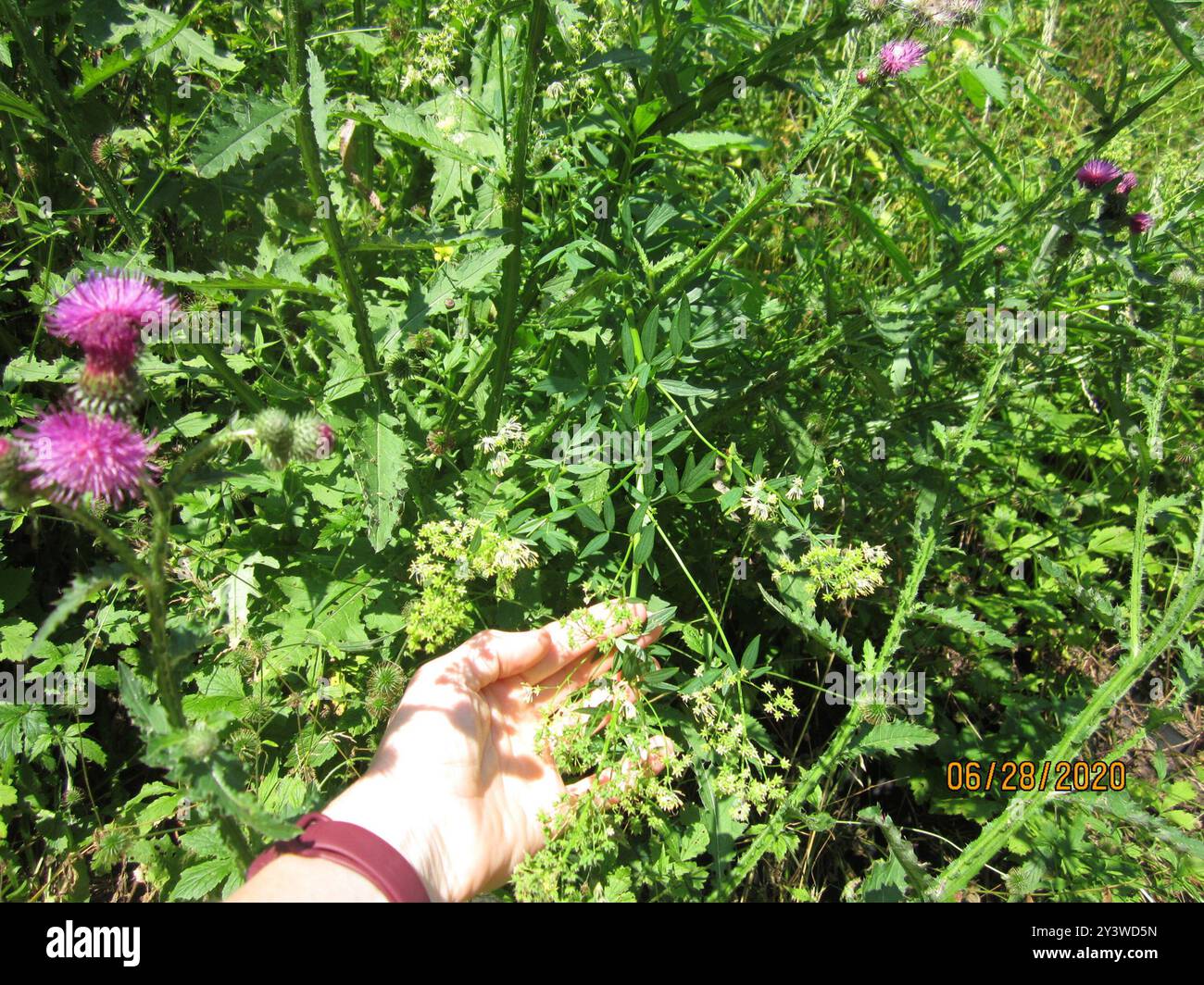 Common Meadow-rue (Thalictrum flavum) Plantae Stock Photo - Alamy