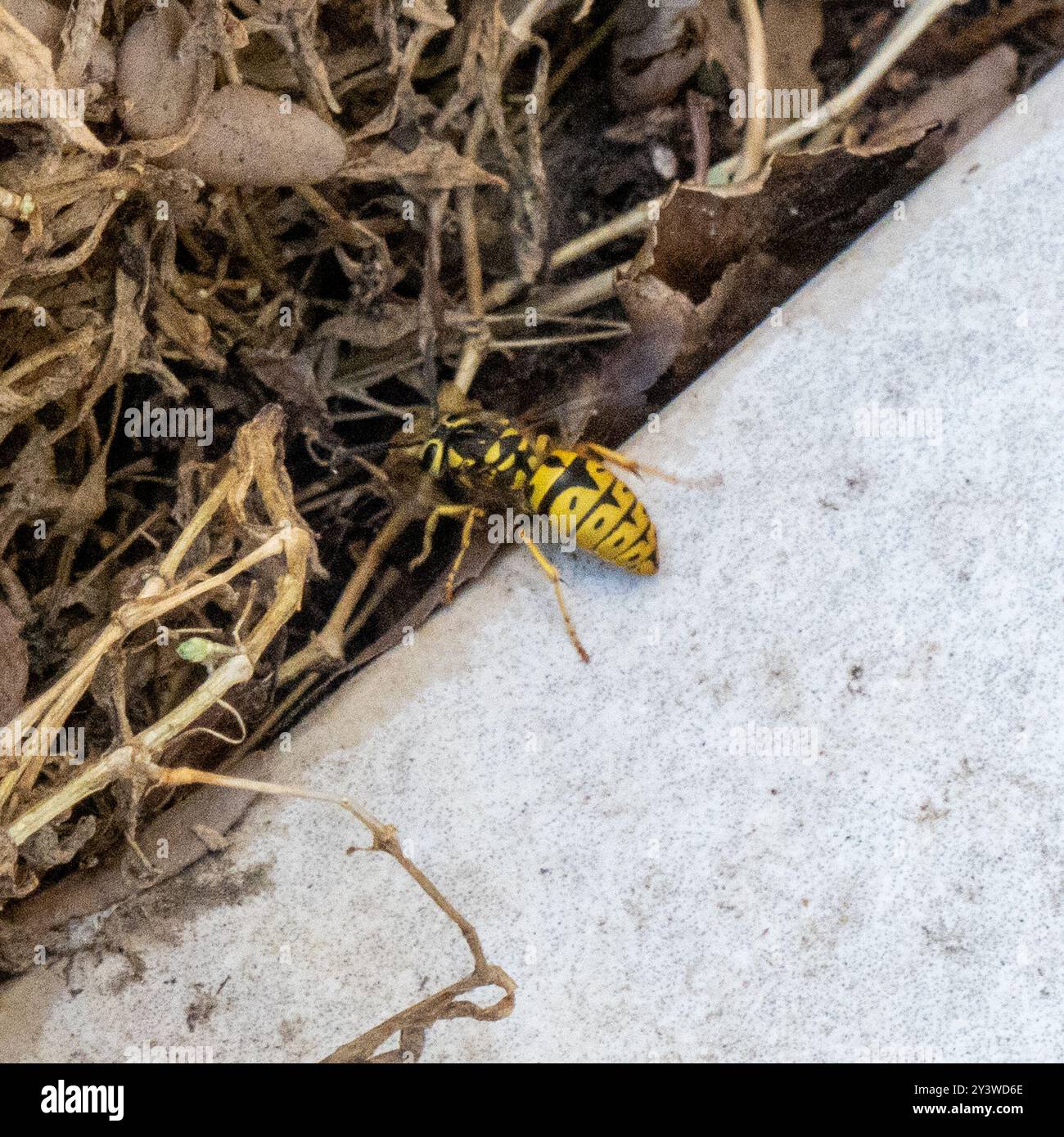 Western Yellowjacket (Vespula pensylvanica) Insecta Stock Photo - Alamy
