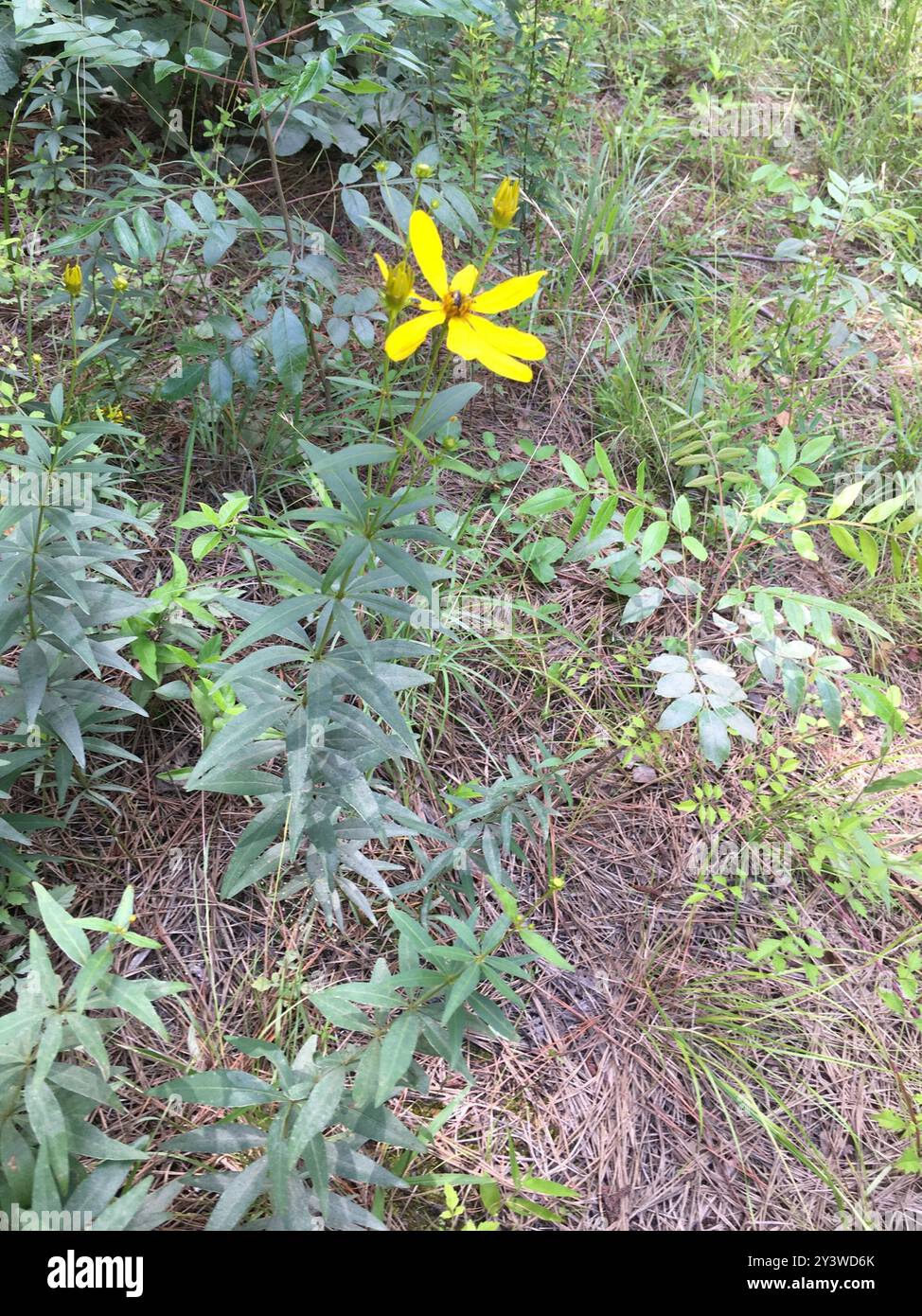 Greater Tickseed (Coreopsis major) Plantae Stock Photo - Alamy