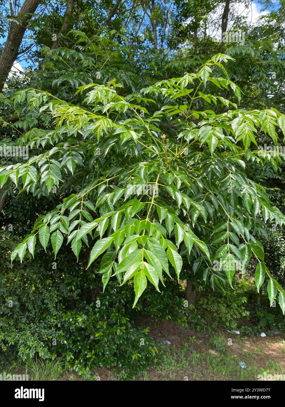 Chinaberry (Melia azedarach) Plantae Stock Photo - Alamy
