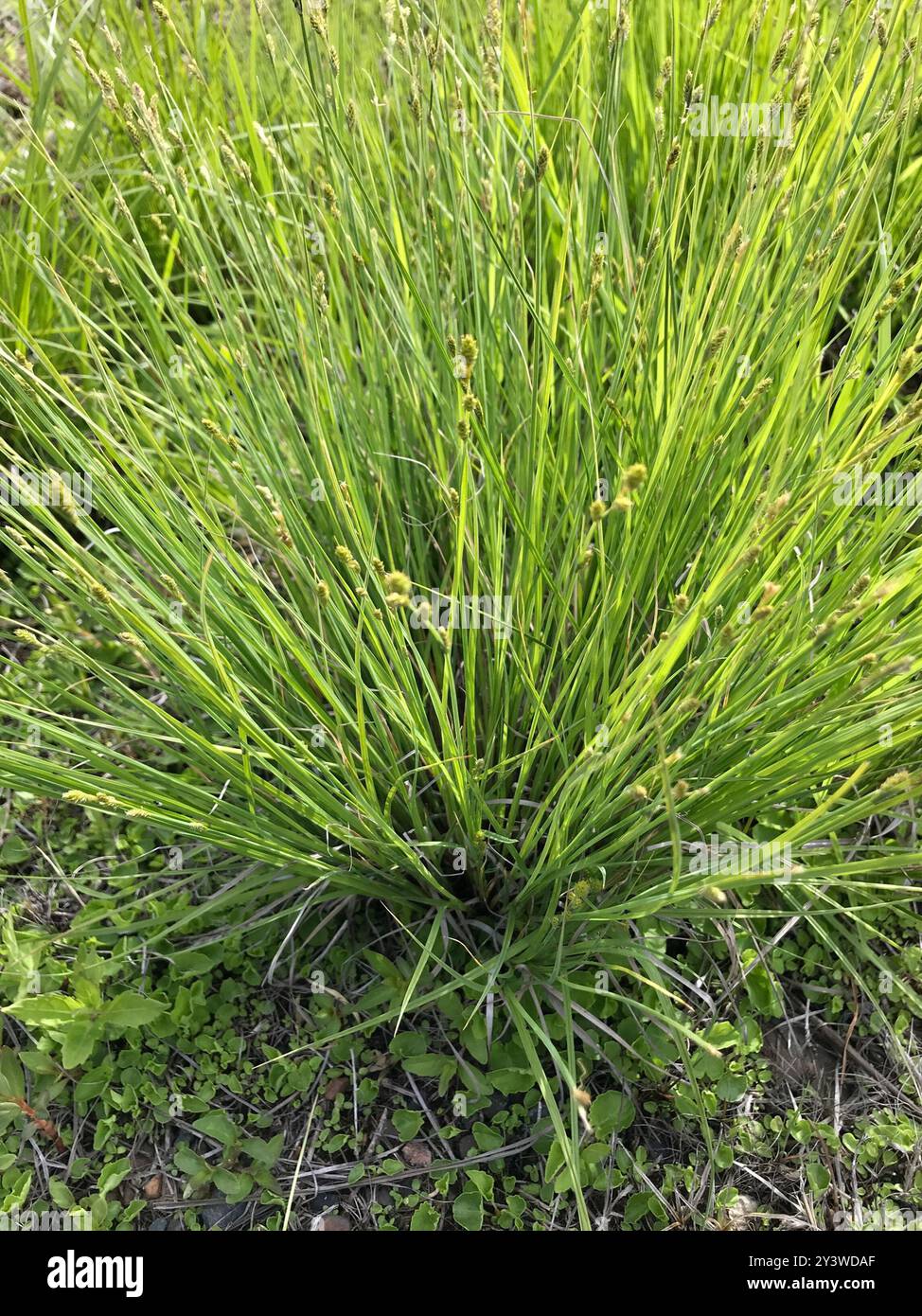 hoary sedge (Carex canescens) Plantae Stock Photo - Alamy