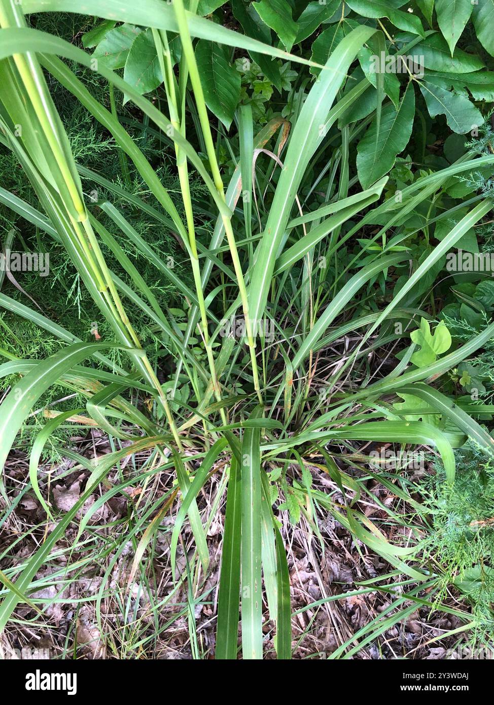 eastern gamagrass (Tripsacum dactyloides) Plantae Stock Photo - Alamy